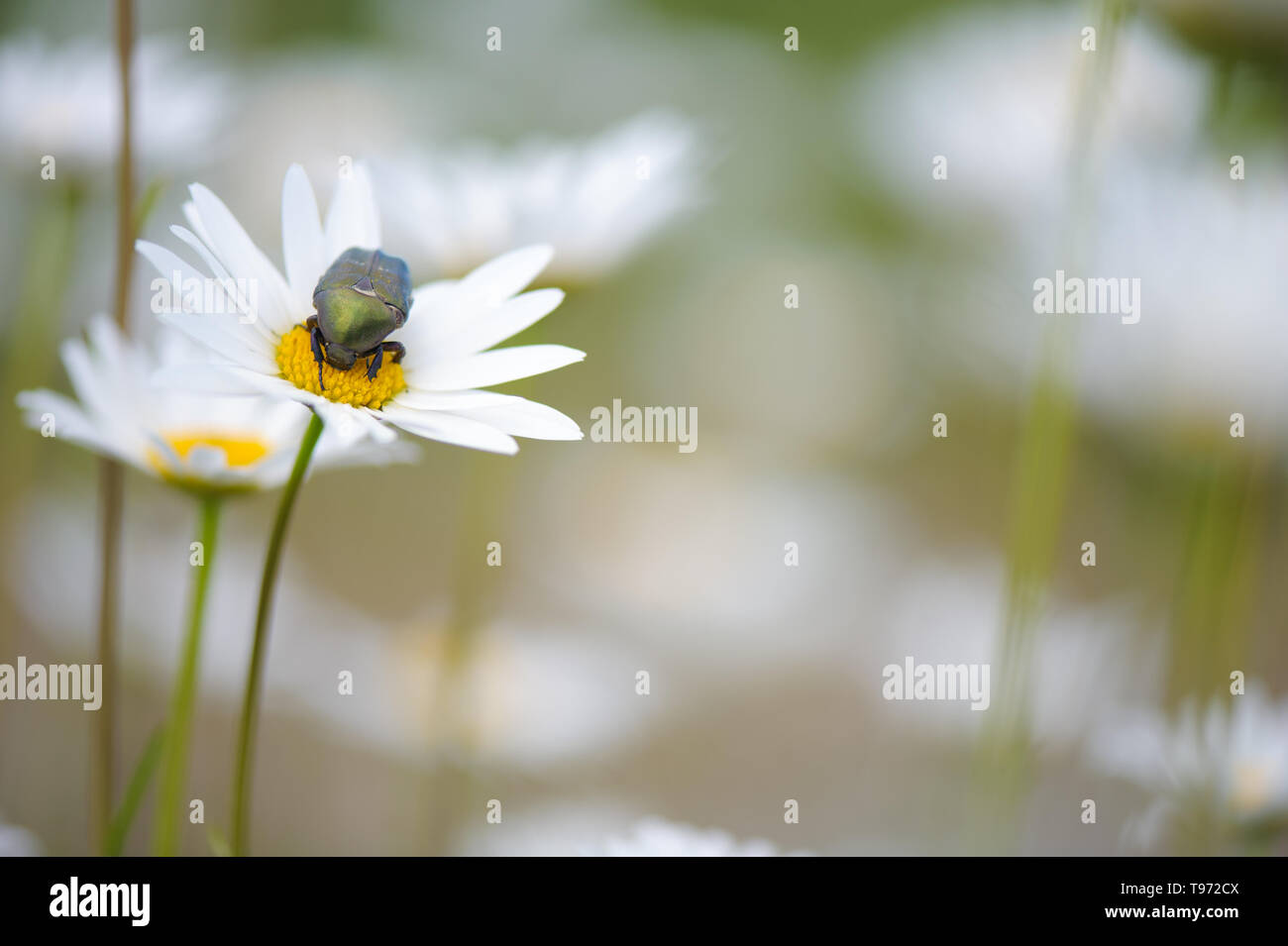 Beetle on oxeye daisy hi-res stock photography and images - Alamy