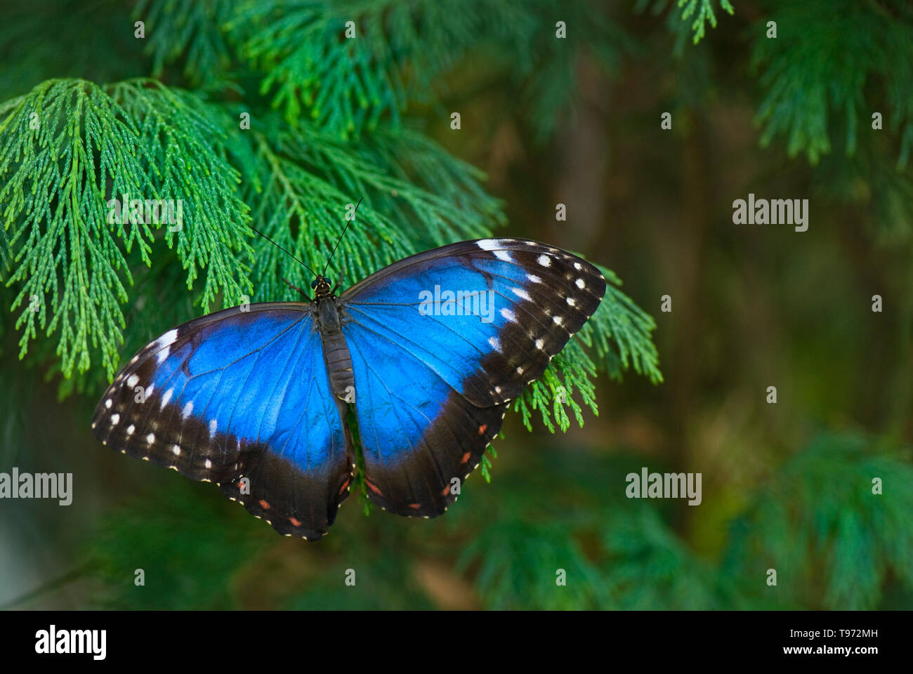 Blue morpho butterfly wing hi-res stock photography and images - Alamy