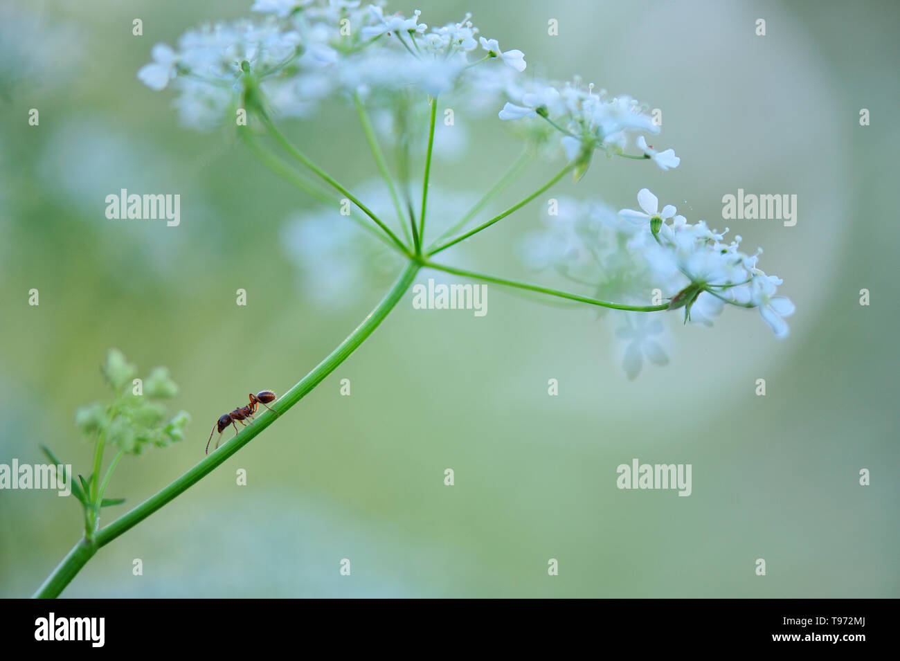 Ant crawling across cow parsley Stock Photo - Alamy