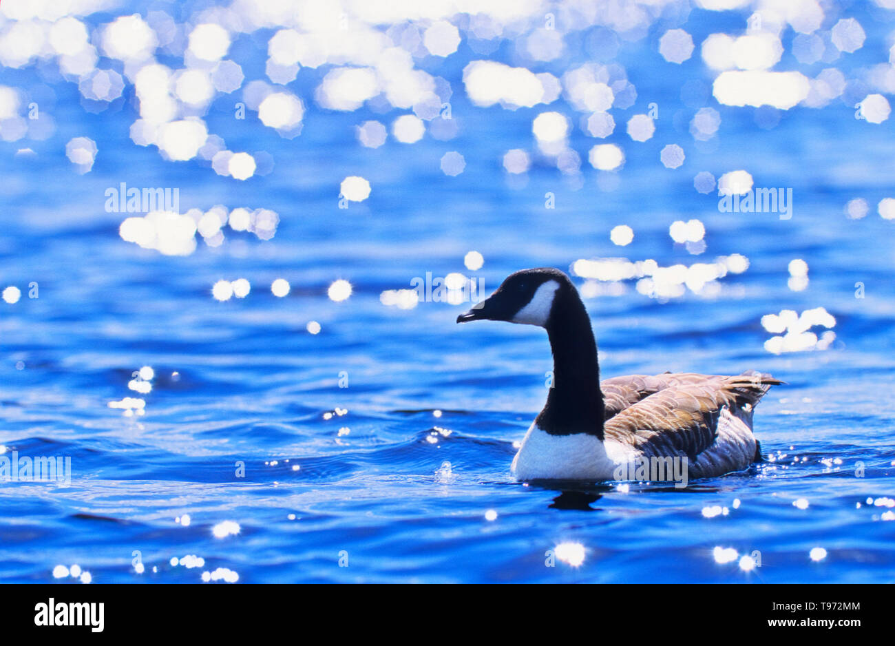 Canada goose swimming. Sunlight glittering on clear blue water surface ...