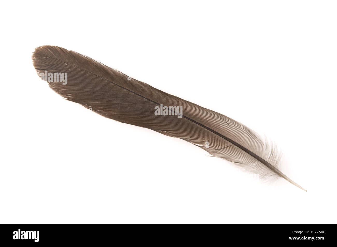 Wing feather animal bird Cut Out Stock Images & Pictures - Alamy
