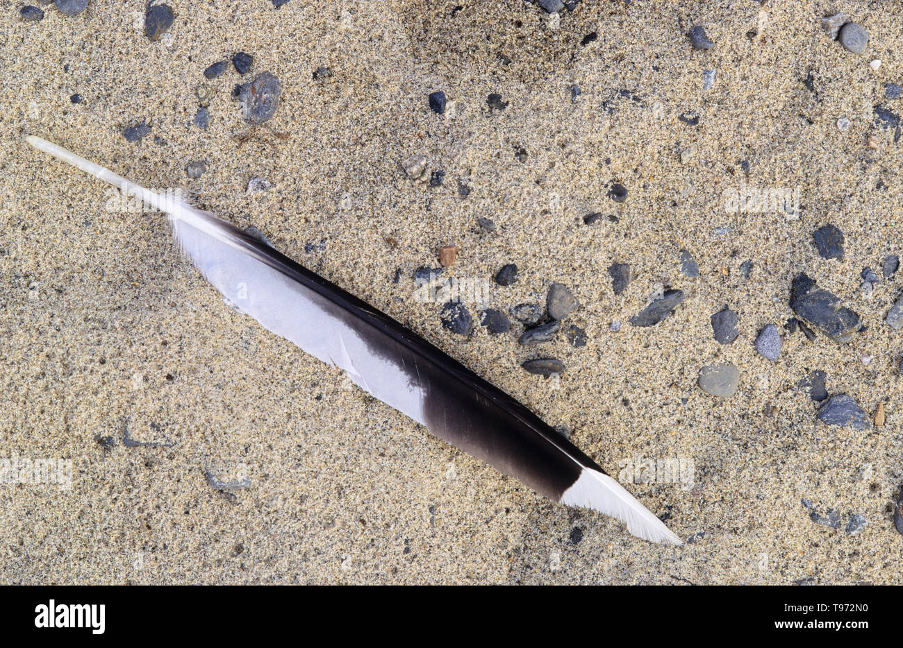 Surface animal hi-res stock photography and images - Alamy