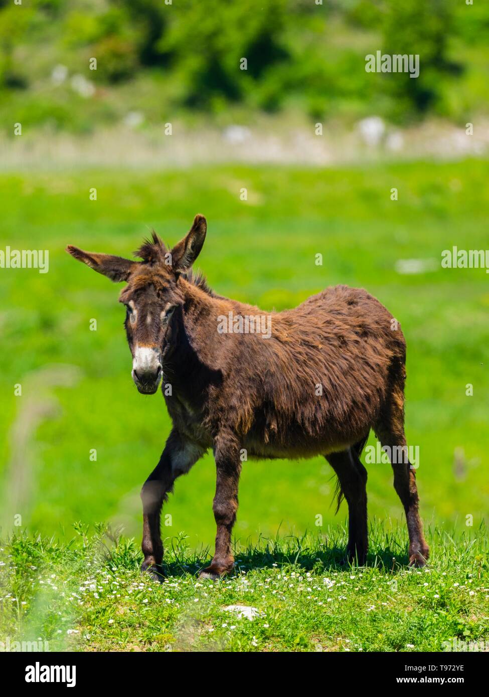Donkey in nature hi-res stock photography and images - Alamy