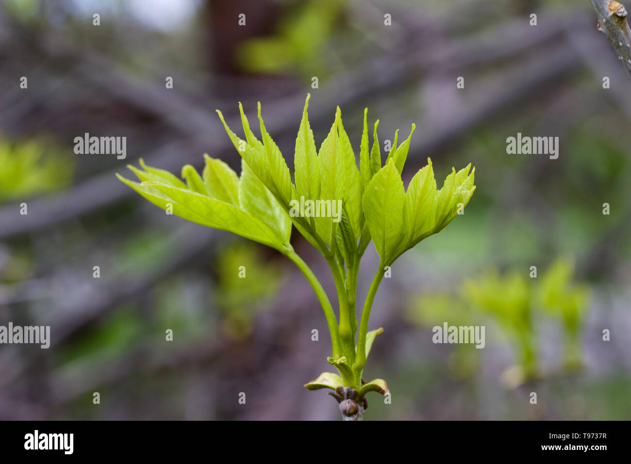 Seedless ash hi-res stock photography and images - Alamy