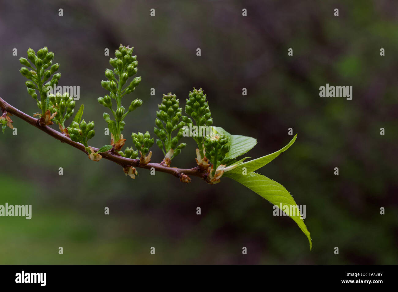 Amur cherry tree blossom hi-res stock photography and images - Alamy