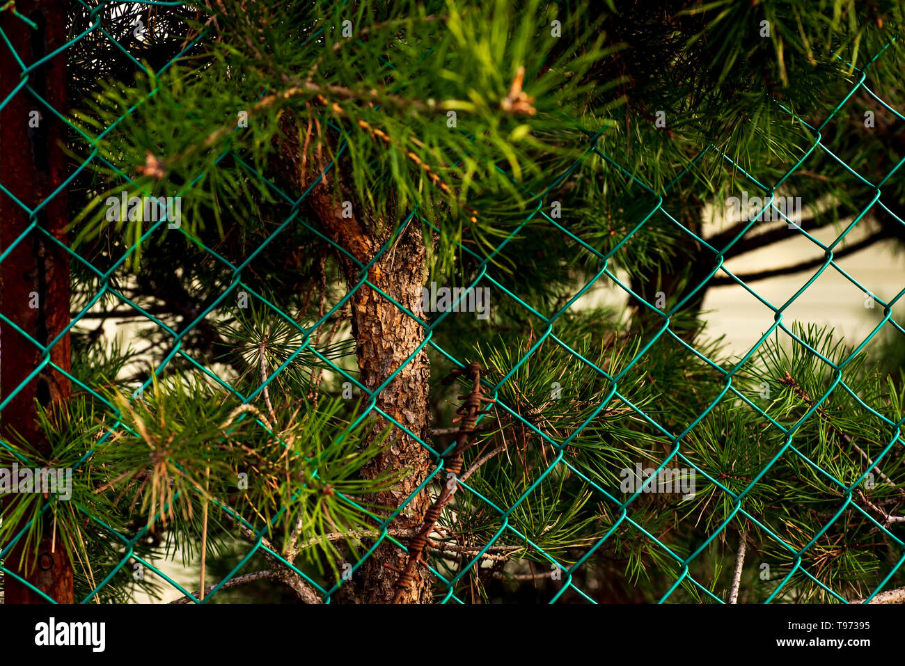 lush green tree branches growing over a fence Stock Photo - Alamy
