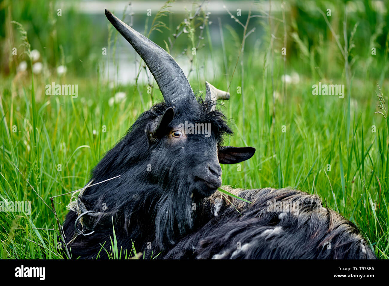 Black goat in the green grass Stock Photo - Alamy