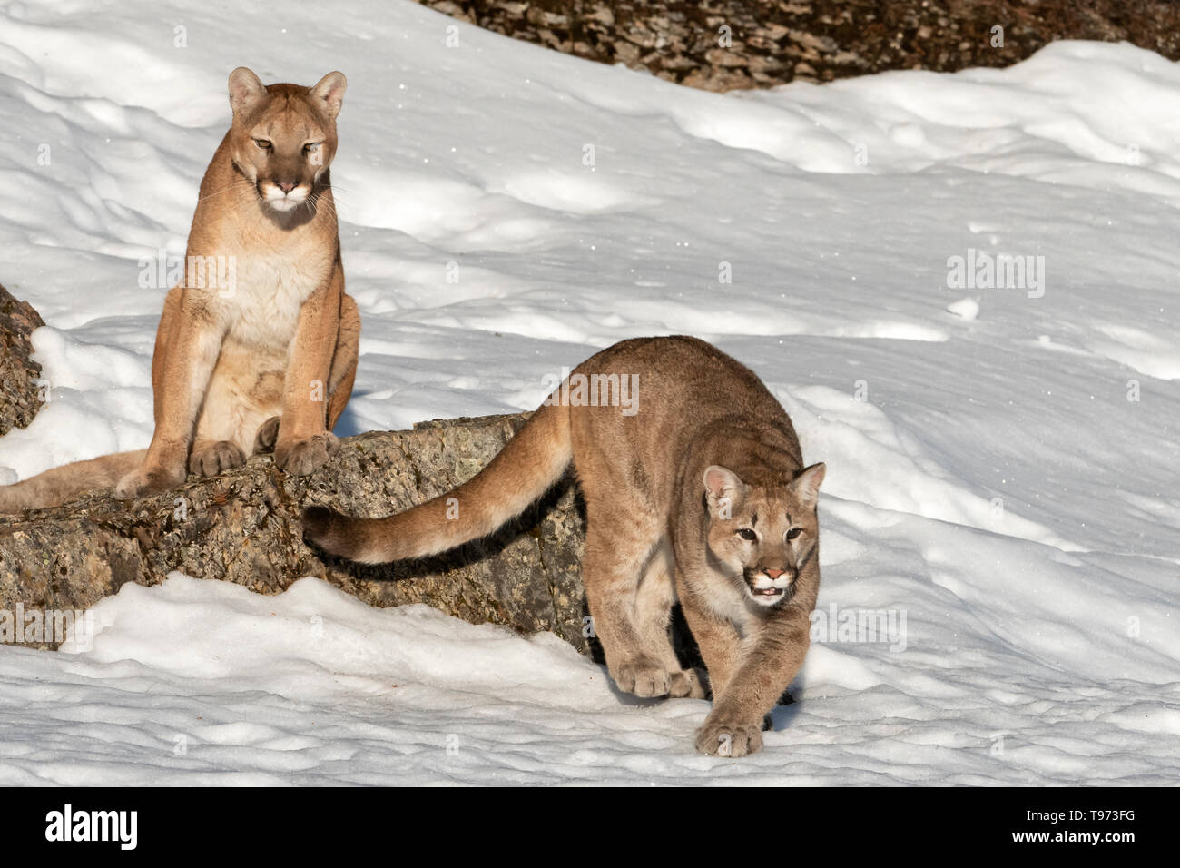 North America; United States; Montana; Wildlife; Mammals; Predators ...