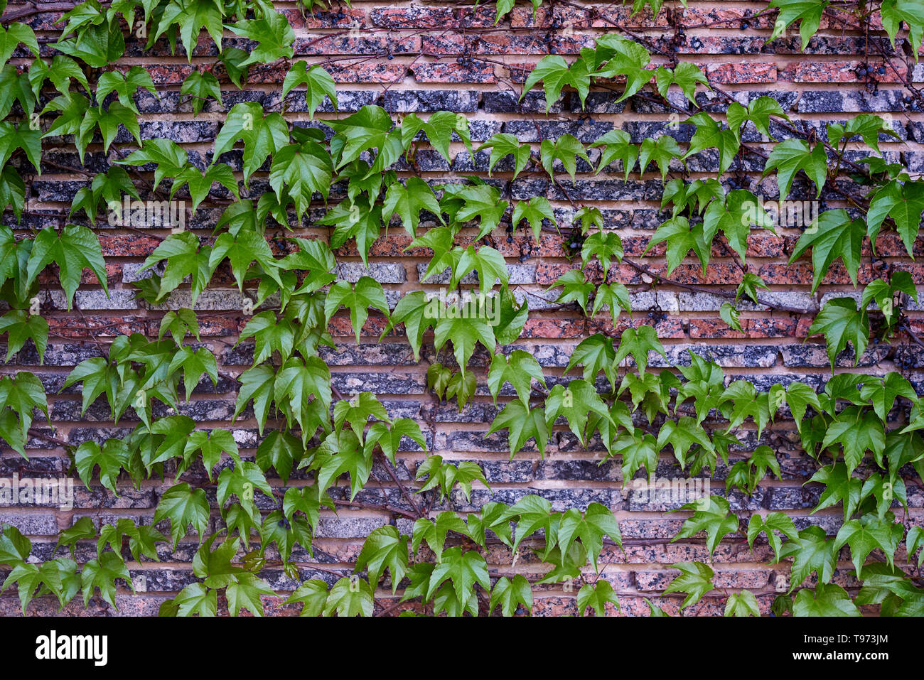 Framed by ivy leaves hi-res stock photography and images - Alamy