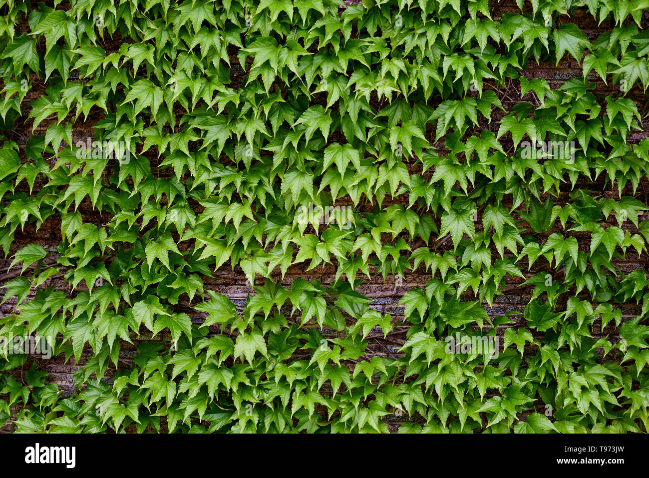 Framed by ivy leaves hi-res stock photography and images - Alamy