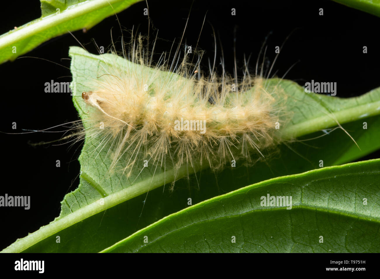 Beautiful macro worm on the plant Stock Photo - Alamy