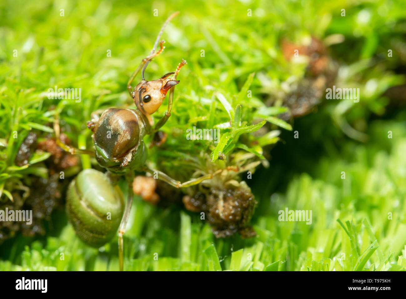 Macro green ants on grass Stock Photo - Alamy