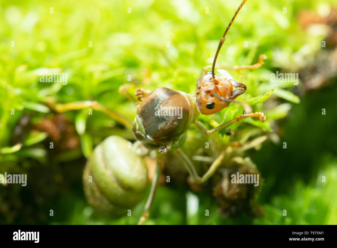 Macro green ants on grass Stock Photo - Alamy