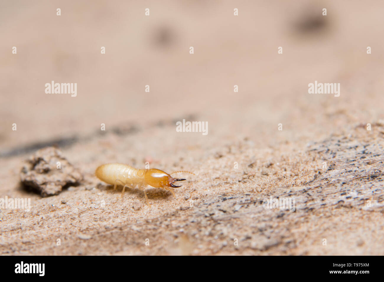 Worker termites isolated hi-res stock photography and images - Alamy
