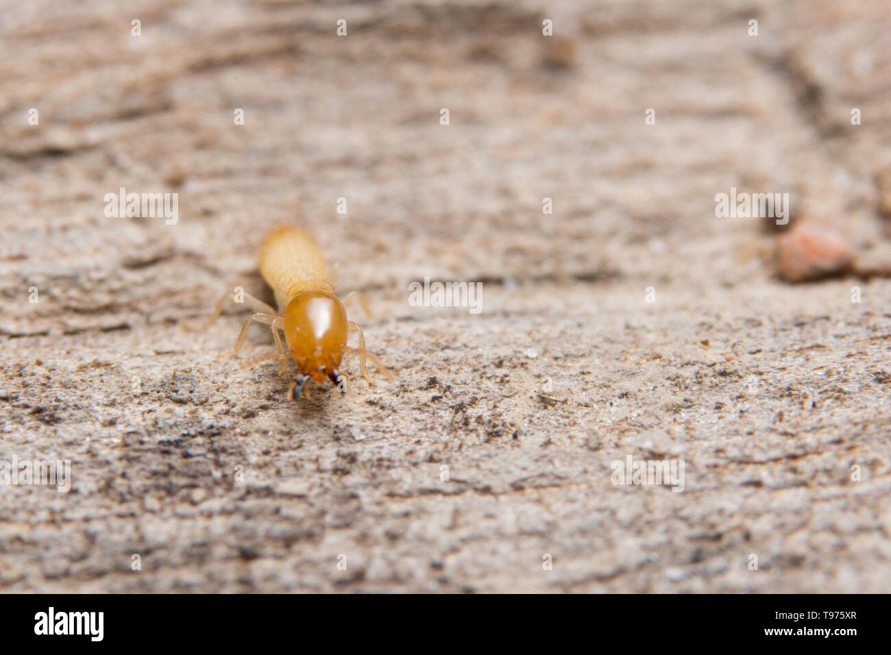 Worker termite isolated hi-res stock photography and images - Alamy