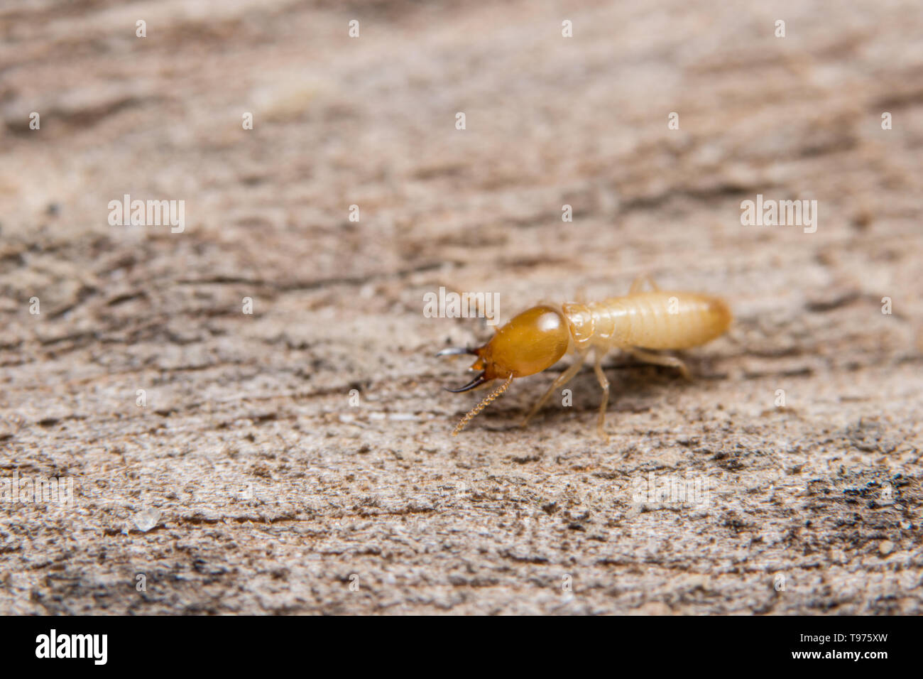 Worker termites isolated hi-res stock photography and images - Alamy