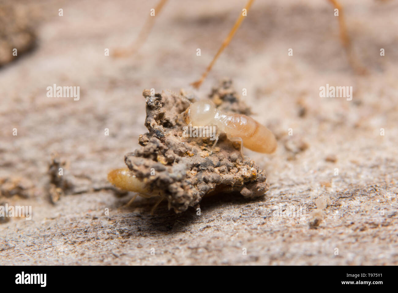 Termite destruction in wood hi-res stock photography and images - Alamy