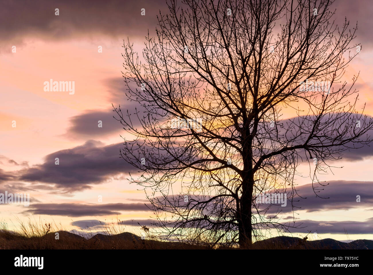 Winter Tree - A low-angle back-lit view of a bare winter tree standing ...