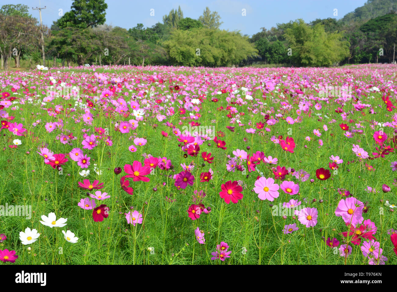 Flower Cosmos Field