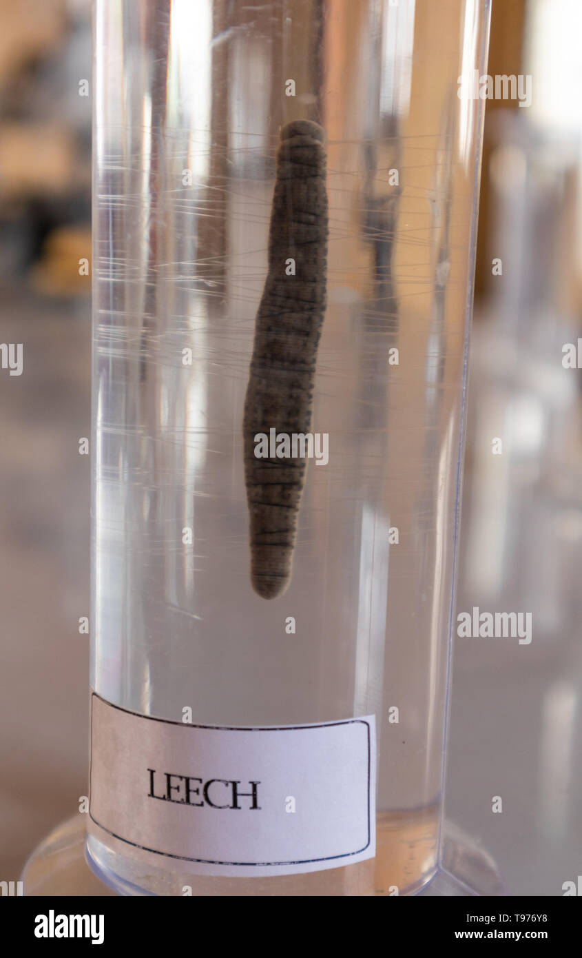 Leech in lab glassware at science laboratory in college Stock Photo - Alamy