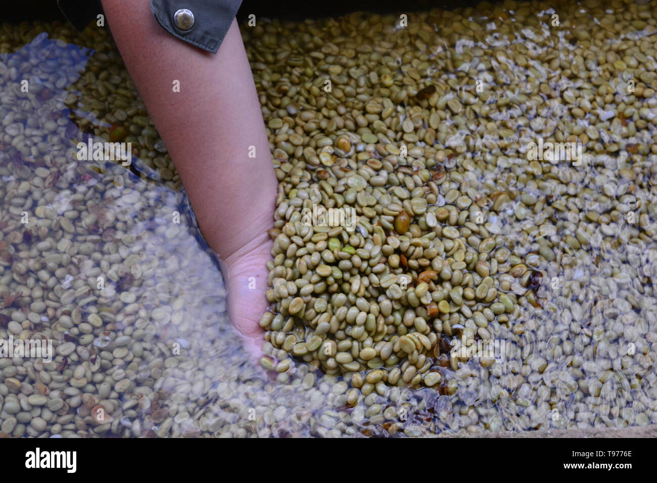Industrial plant produced coffee bean organic cleaning skin with water ...
