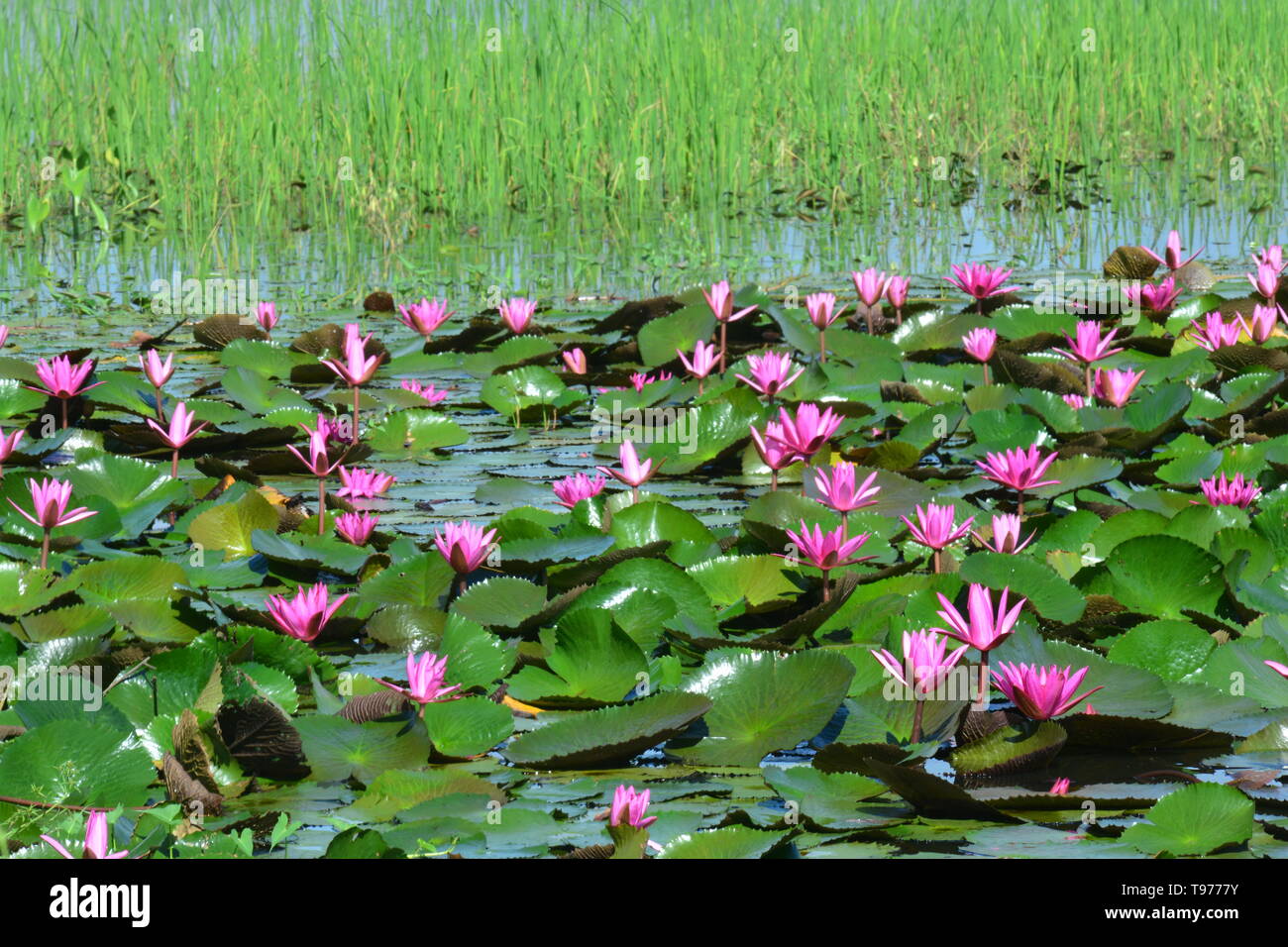 This spectacular site is home to millions of lotus flowers and ...
