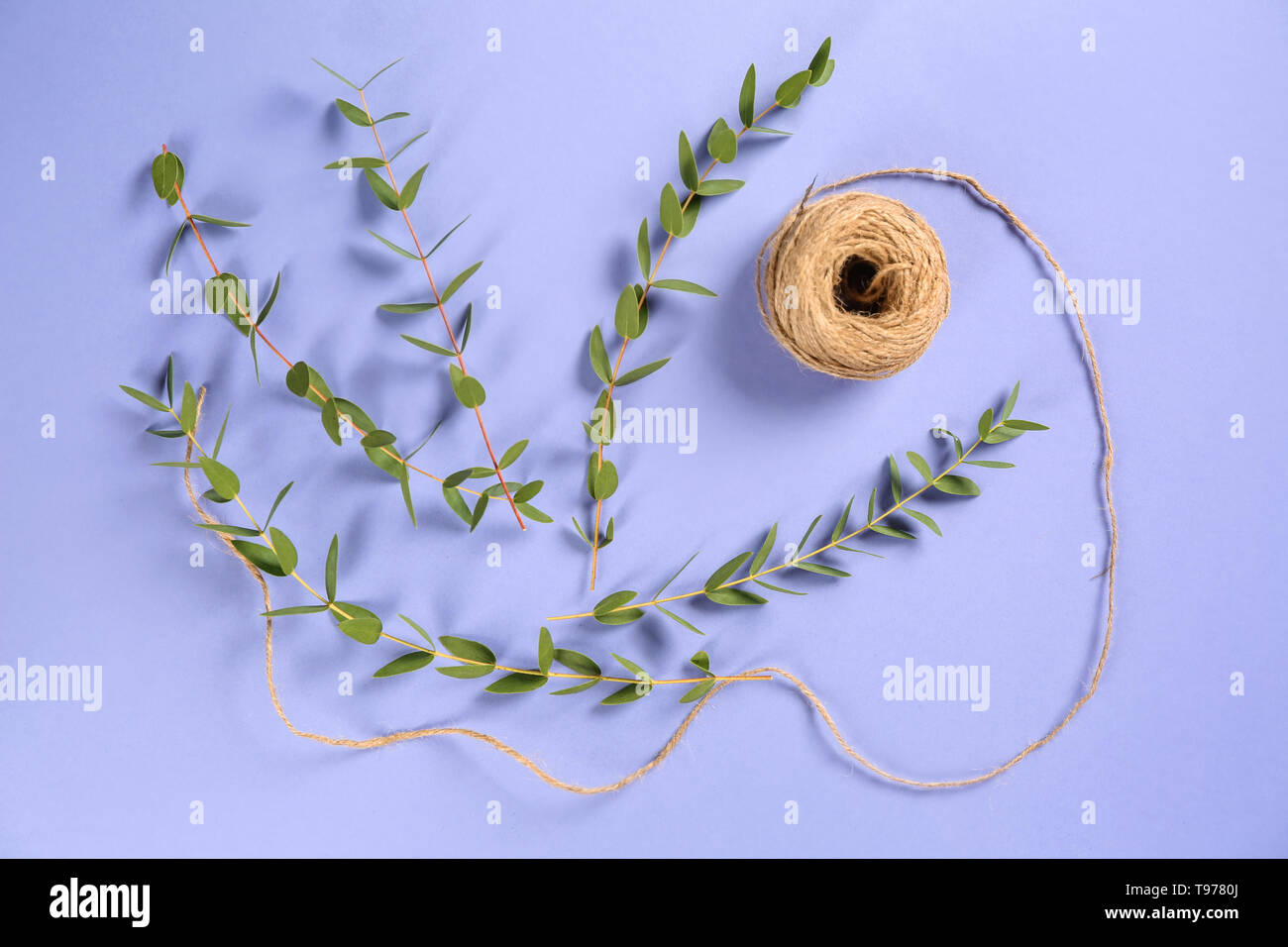 Green eucalyptus branches with threads on color background Stock Photo ...