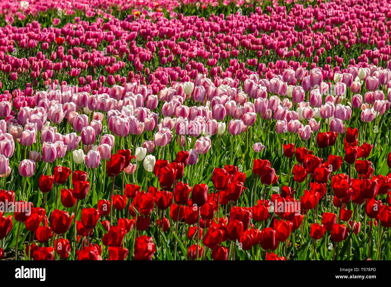 Big flower field hi-res stock photography and images - Alamy