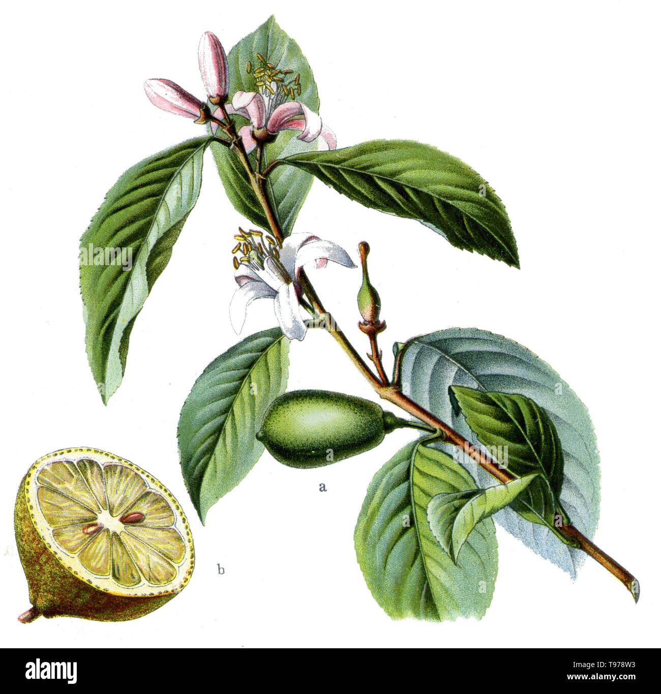 Lemon , (botany book, 1909 Stock Photo - Alamy