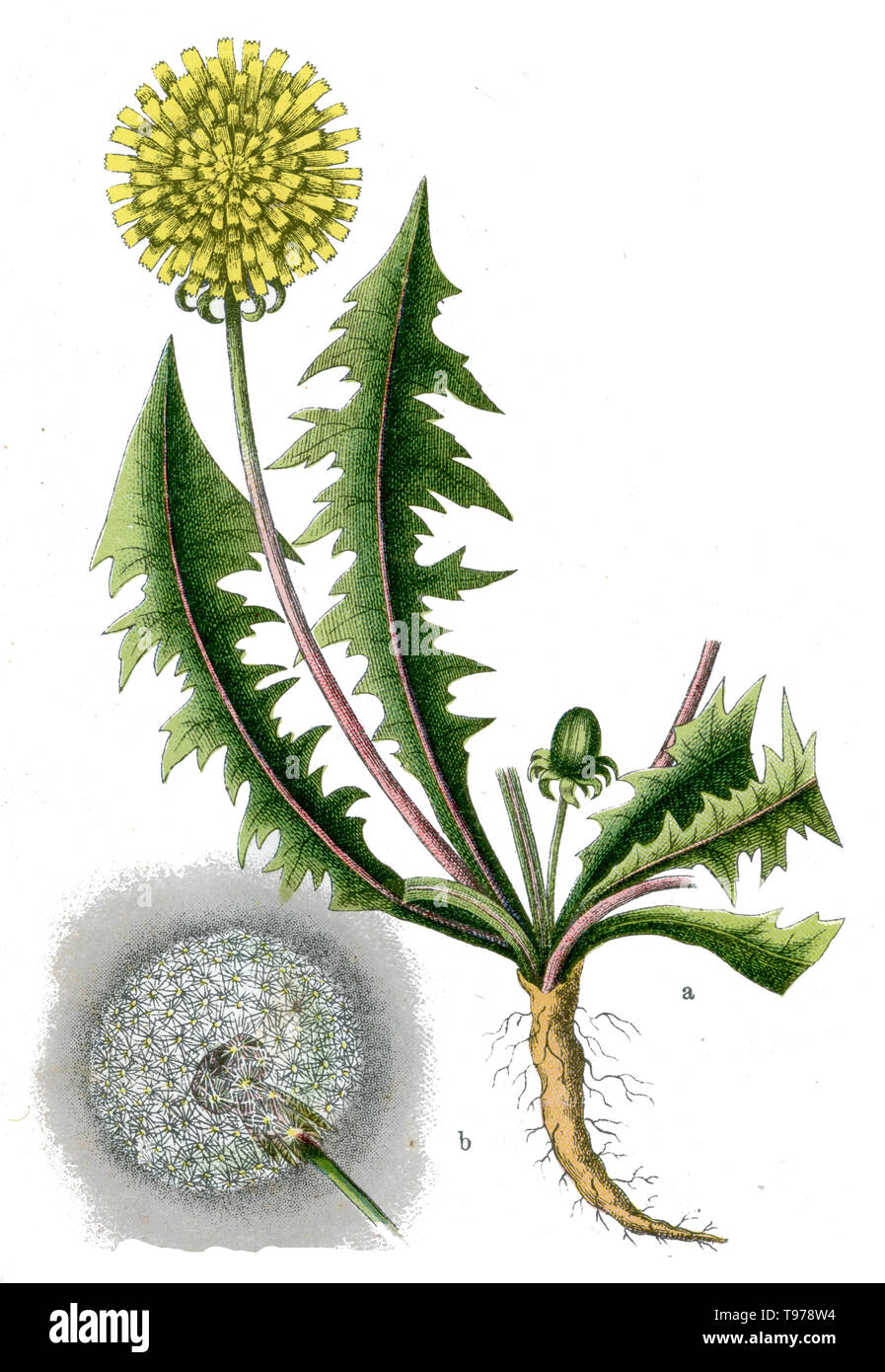 dandelion , (botany book, 1909 Stock Photo - Alamy
