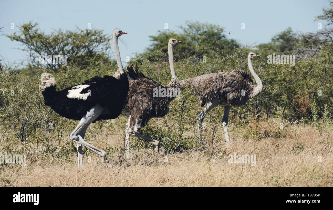 Three ostriches, a male and two females, walking in the african bush ...