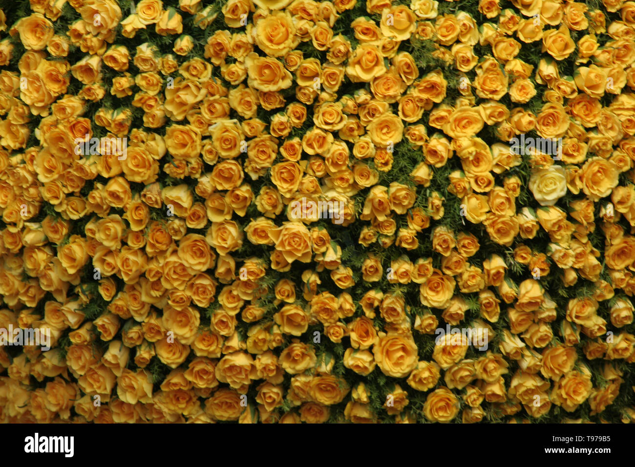 An array of roses hi-res stock photography and images - Alamy