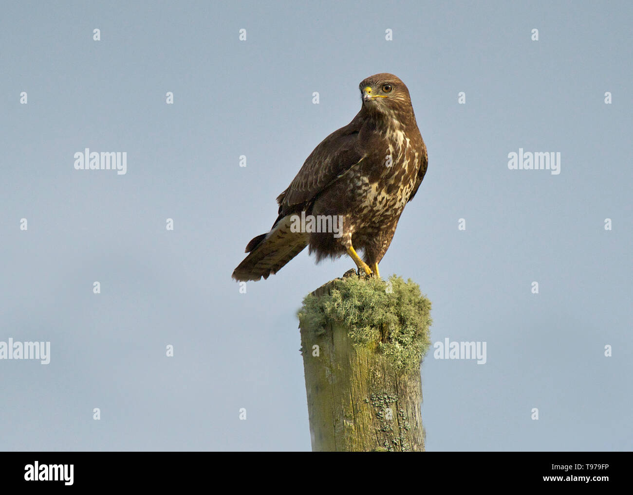 Birds of prey fighting uk buzzard hi-res stock photography and images ...