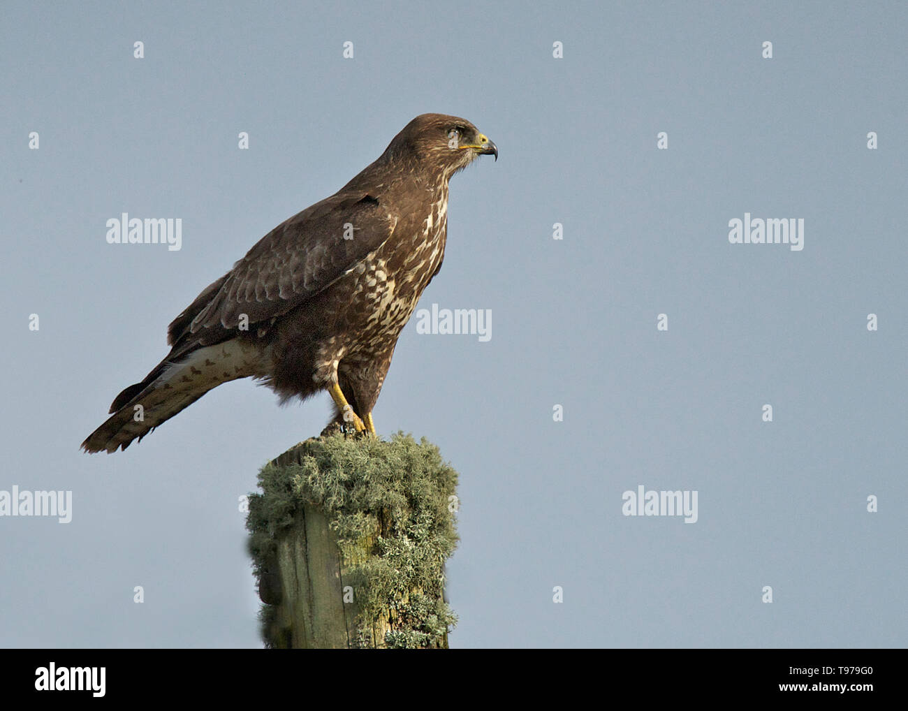 Birds of prey fighting uk buzzard hi-res stock photography and images ...