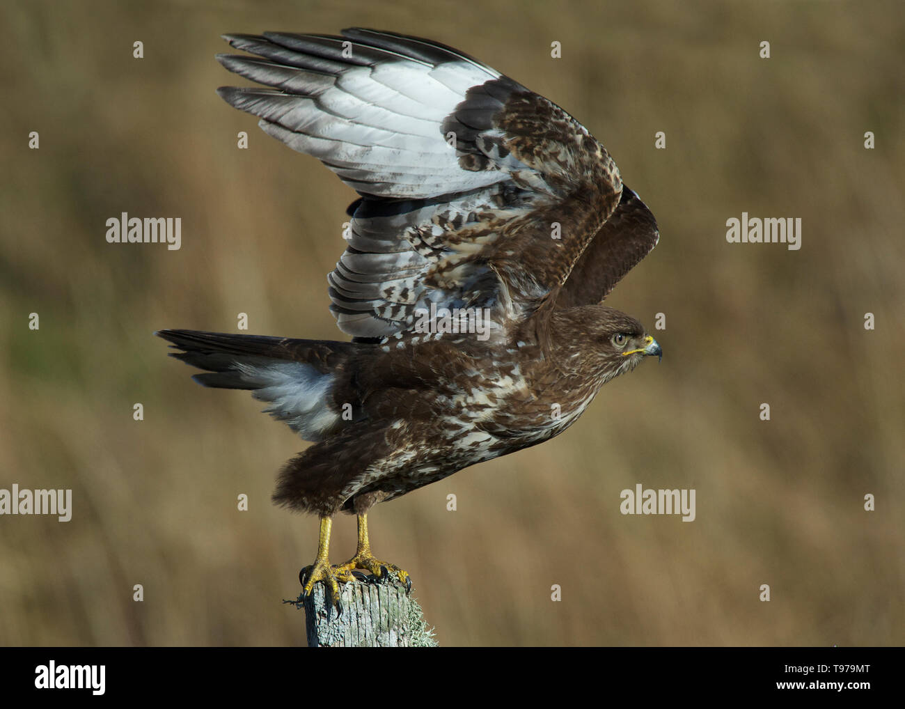 Scottish buzzard hi-res stock photography and images - Alamy