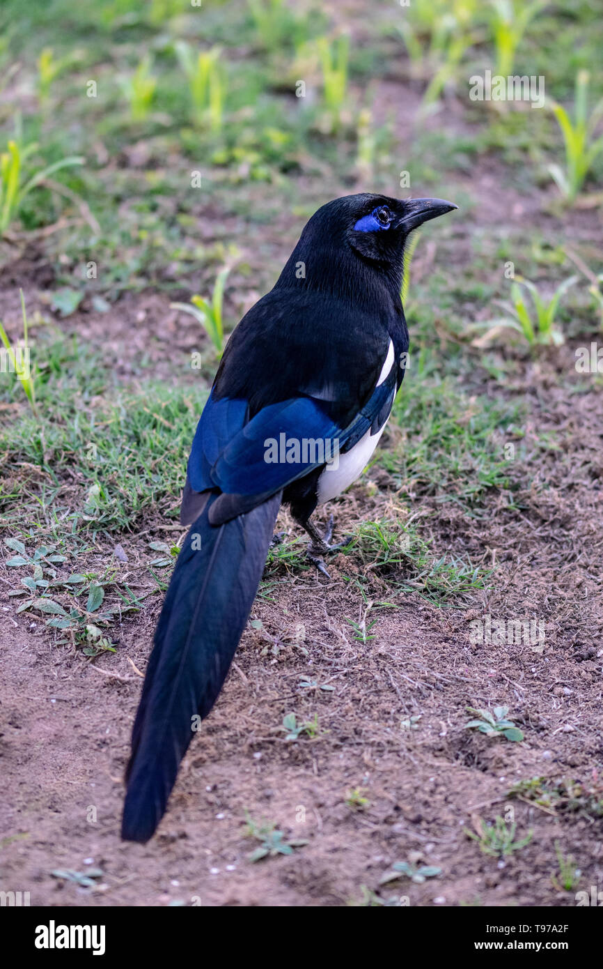 Plumage of Maghreb magpie (Pica mauritanica) in Agadir, Morocco Stock ...