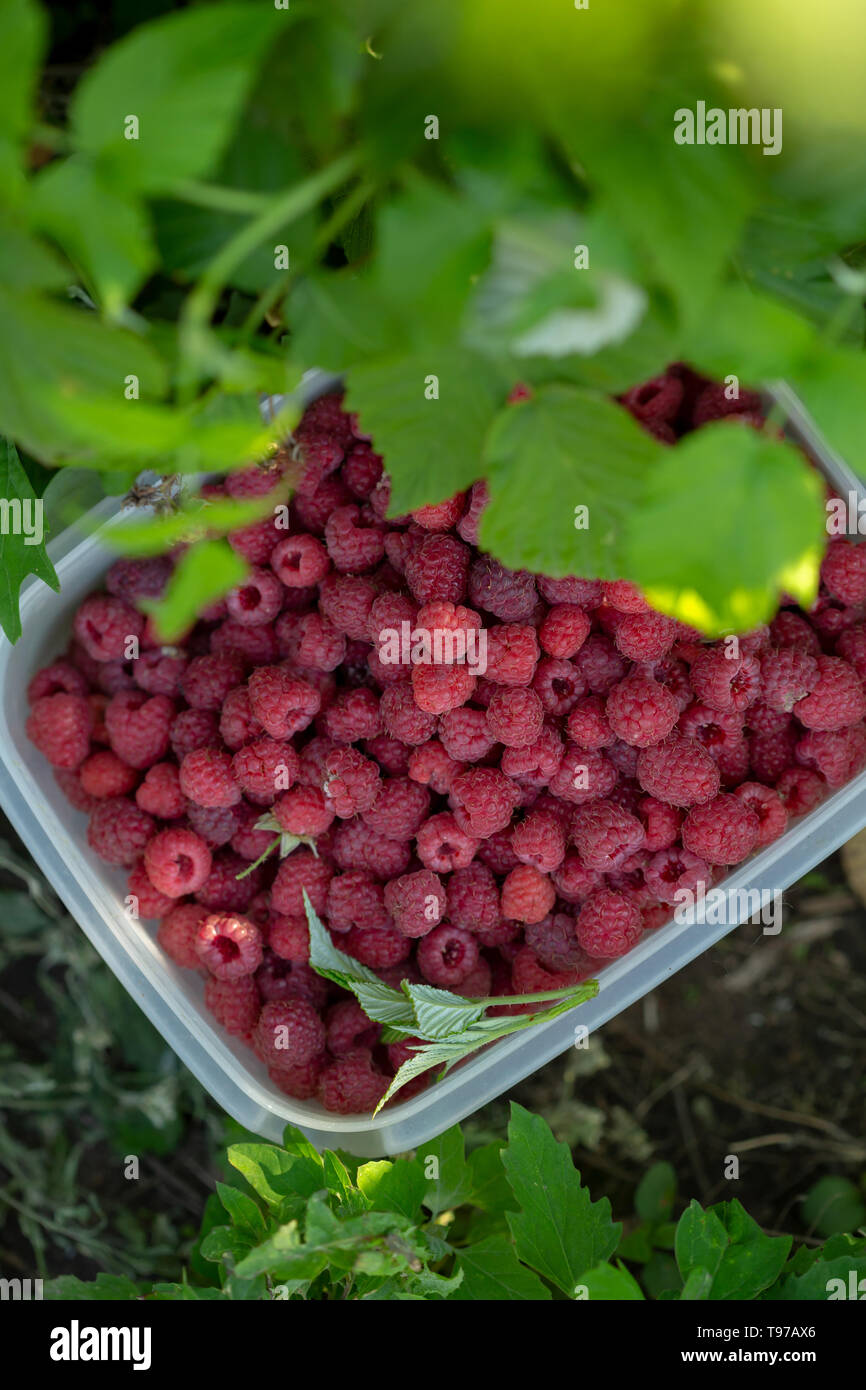 Fresh raspberry harvesting in garden Stock Photo - Alamy