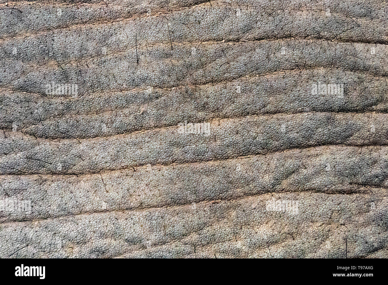 Skin of African elephants are elephants of the genus Loxodonta. The ...