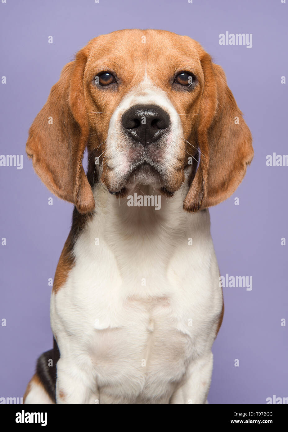 Portrait of a beagle looking at the camera on a purple background in a ...