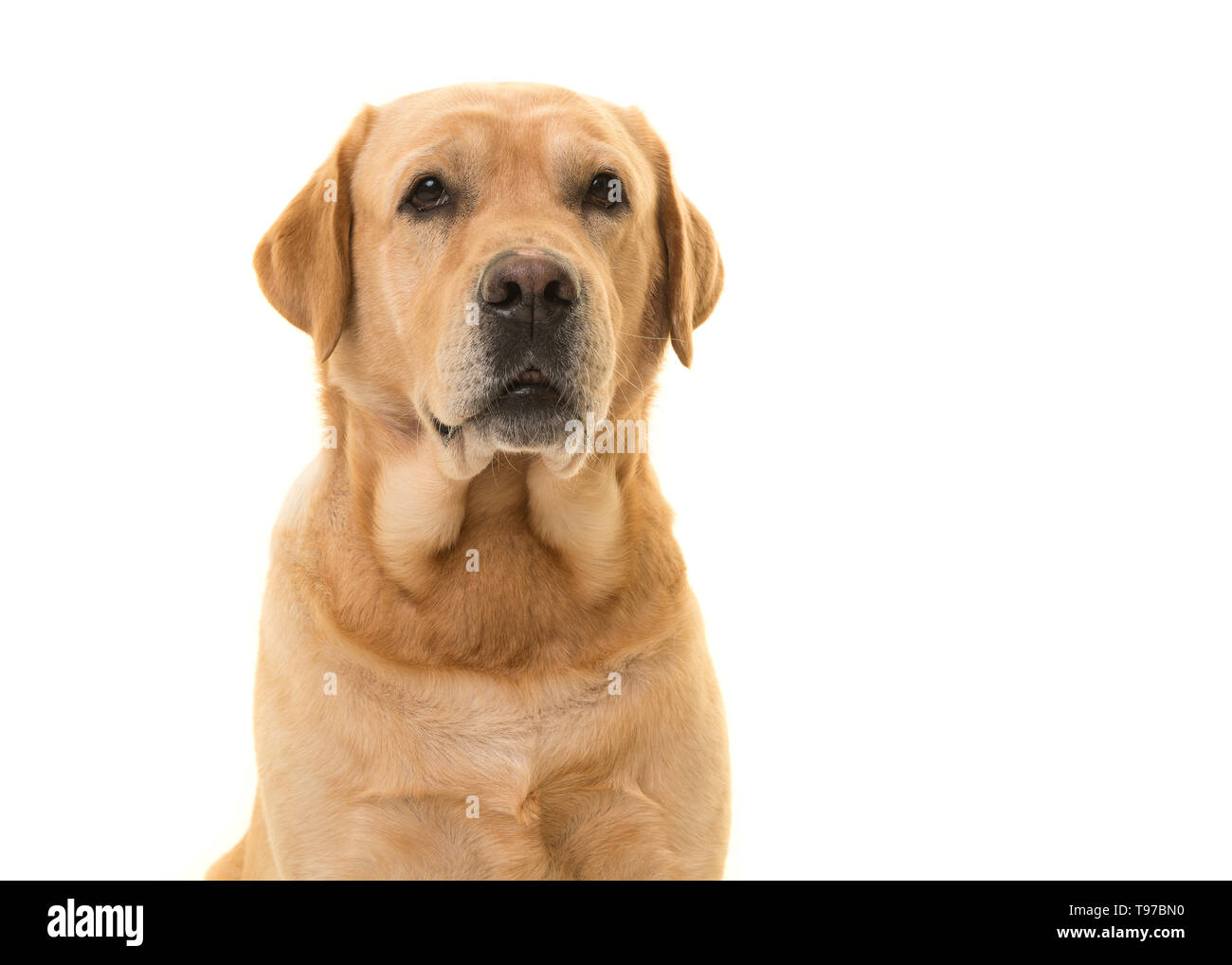 Portrait of a blond labrador dog isolated on a white background Stock ...