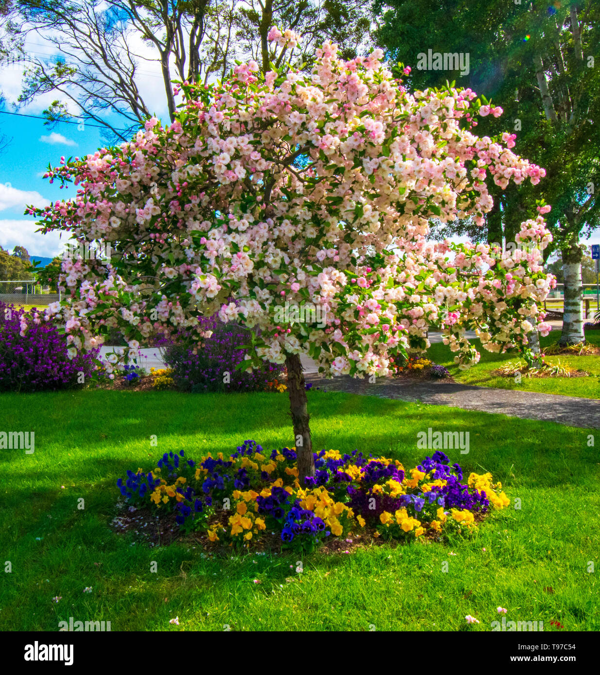 Beautiful multicolored tree in blossom Stock Photo - Alamy