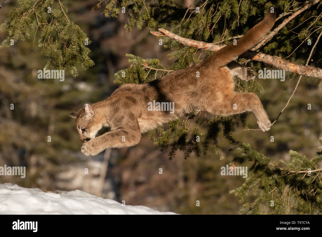 North America; United States; Montana; Wildlife; Mammals; Predators ...