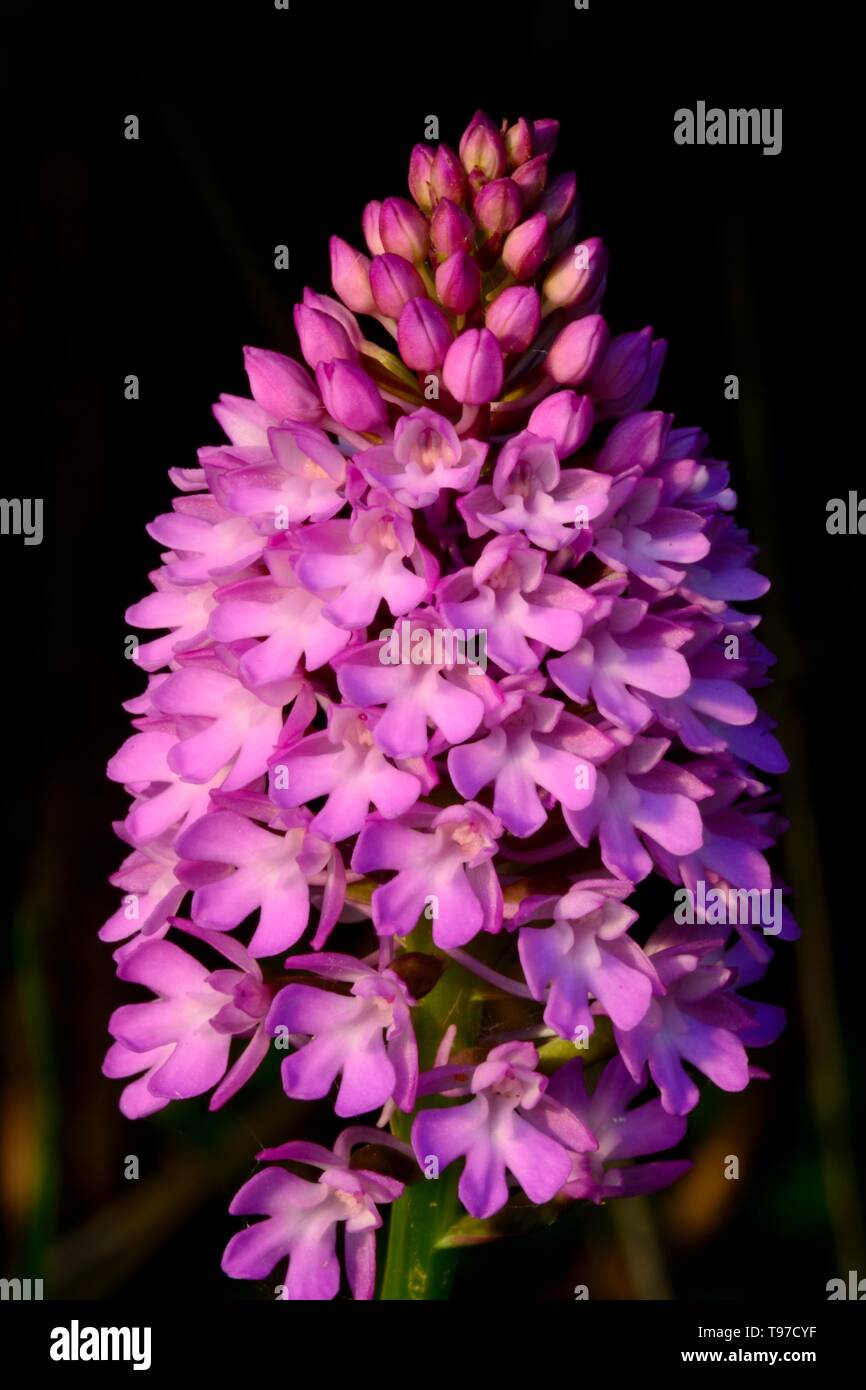 The pyramid orchid anacamptis pyramidalis hi-res stock photography and ...