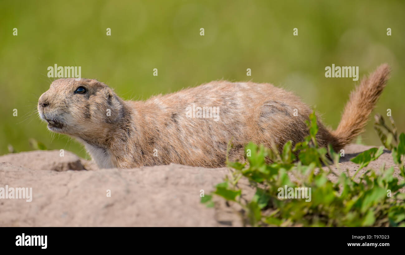 Black tailed prairie dog teeth hi-res stock photography and images - Alamy