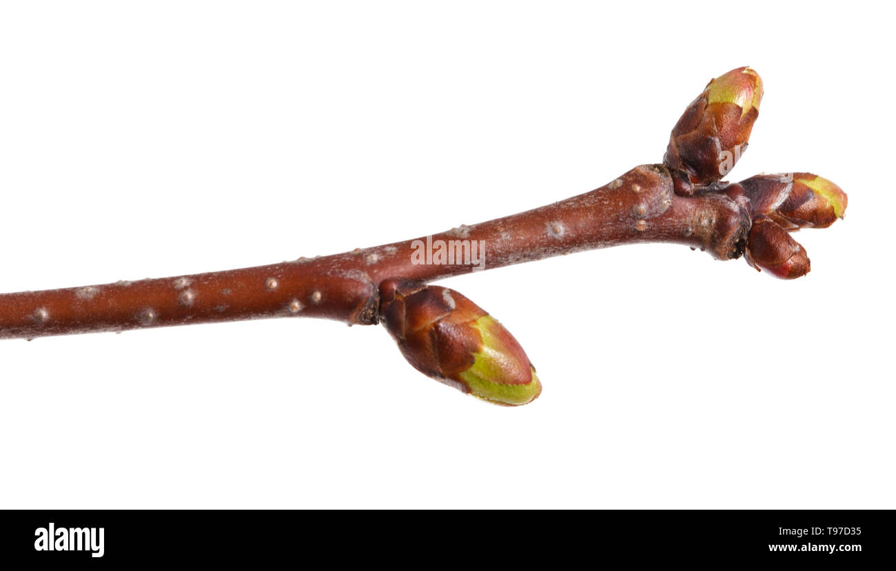 Swollen green buds on a branch of cherry tree Stock Photo - Alamy