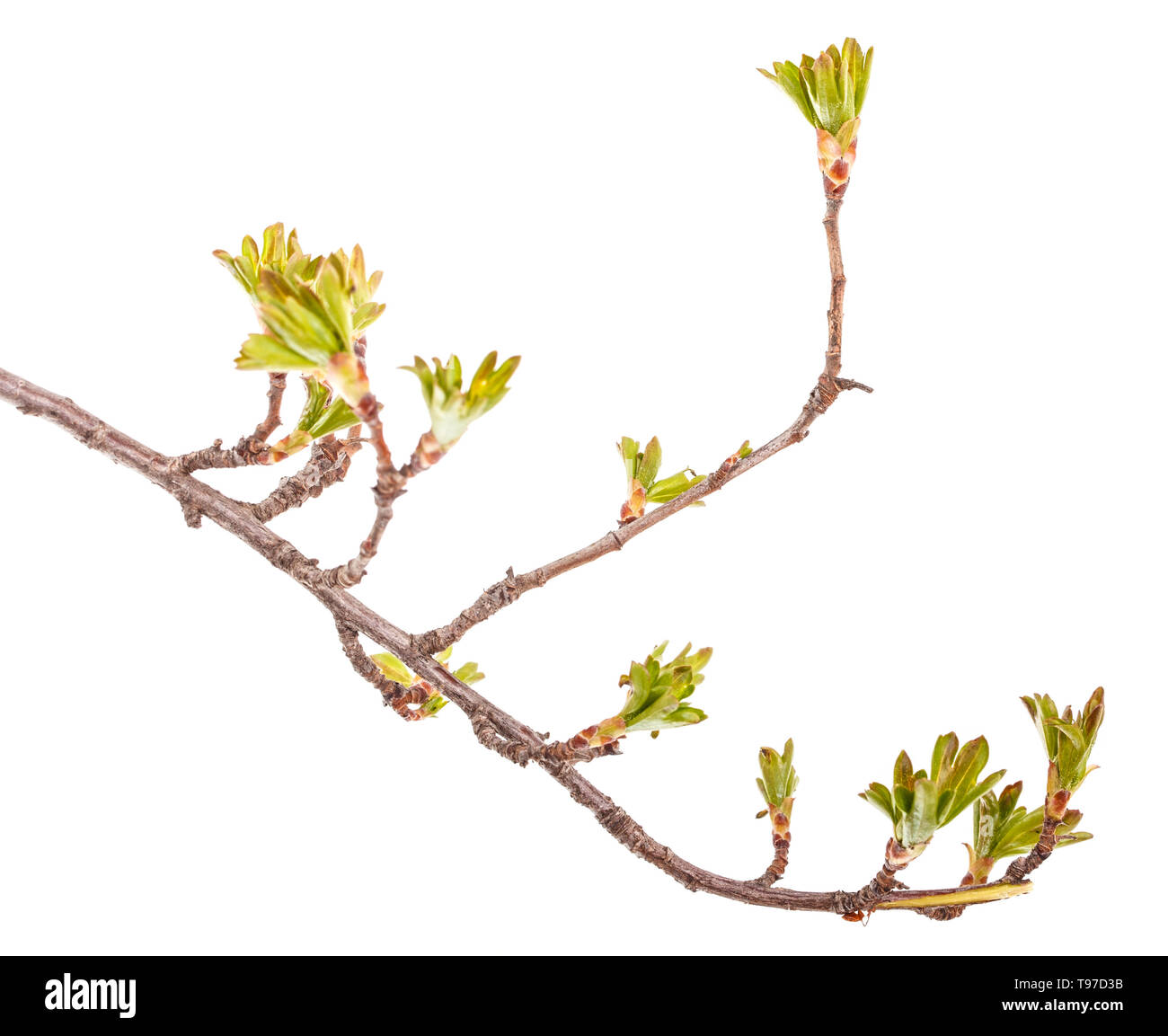 Currant bush hi-res stock photography and images - Alamy