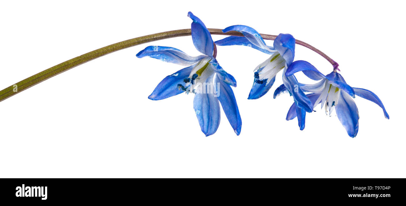 Beautiful snowdrops isolated on hi-res stock photography and images - Alamy