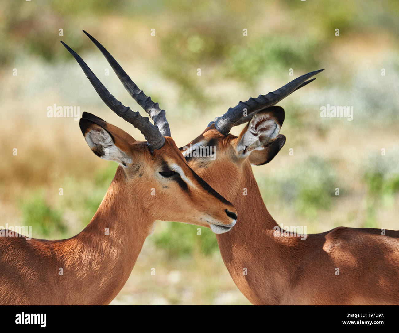 Two male black faced impala photographed in Namibia Stock Photo - Alamy