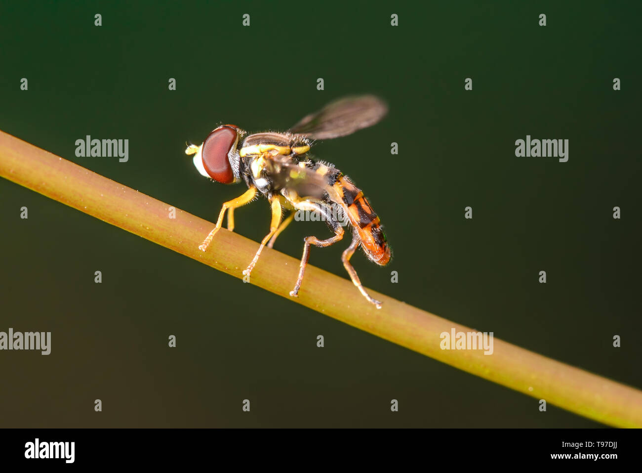 Flower fly species on plant stem - macro image with great detail of ...