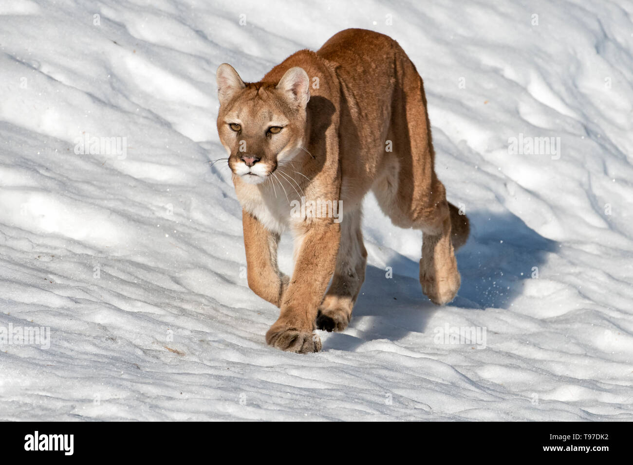 North America; United States; Montana; Wildlife; Mammals; Predators ...